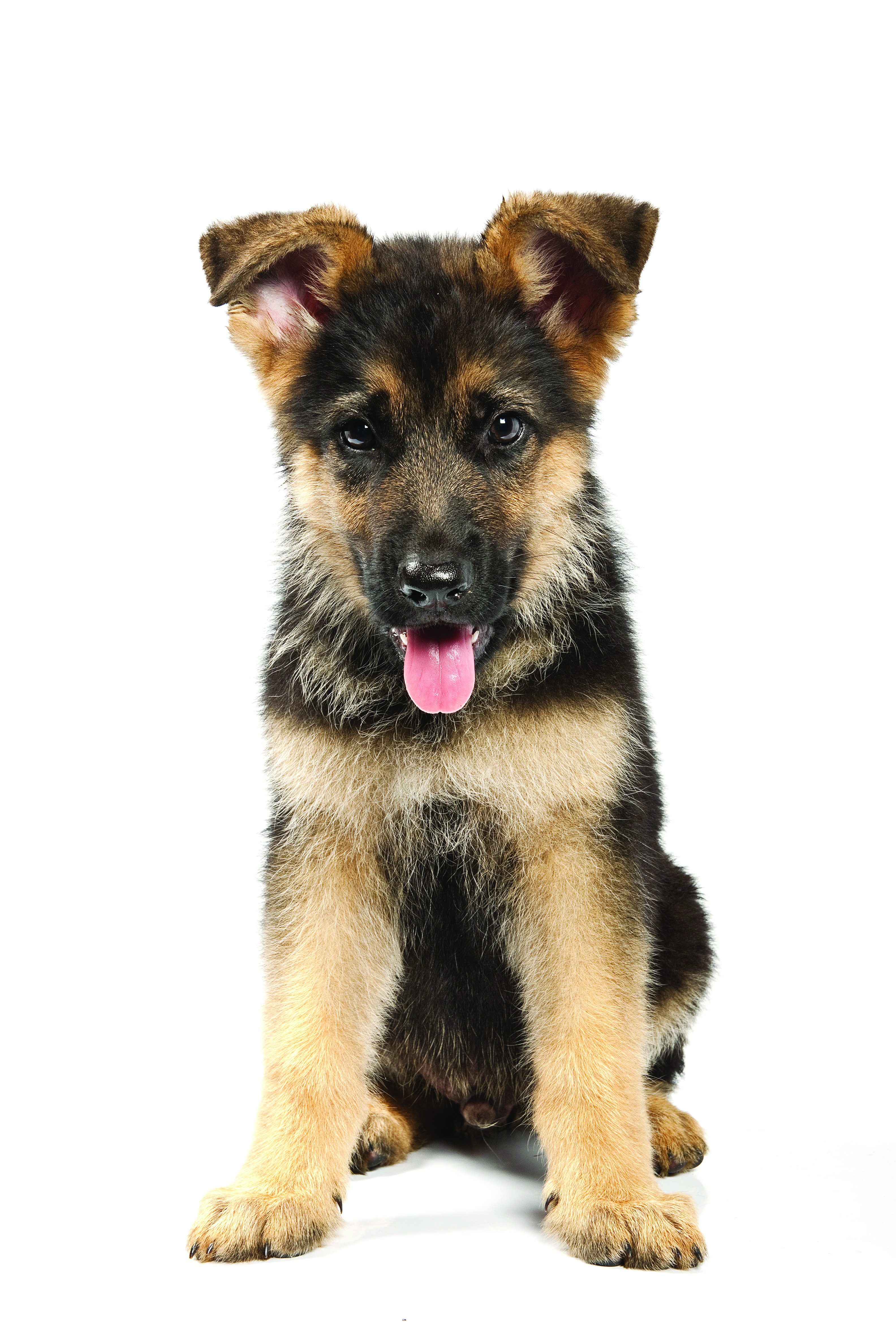 Is There A Miniature German Shepherd