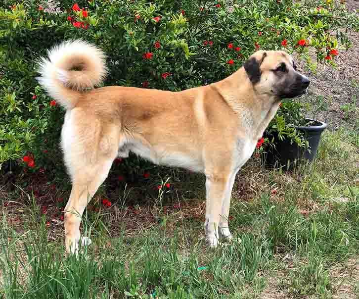 Anatolian Mastiff Dog Breed Information - Continental Kennel Club