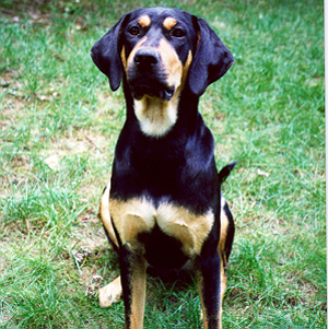 Transylvanian Hound Dog Breed Information - Continental Kennel Club