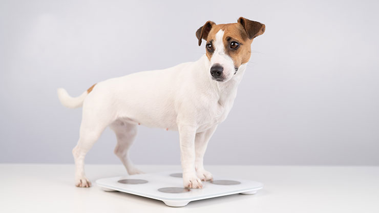 What is the Best Food for Toy Breeds?