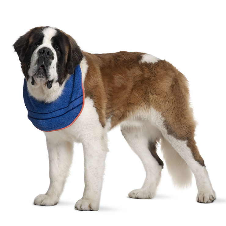 Saint Bernard Dog Breed Information - Continental Kennel Club