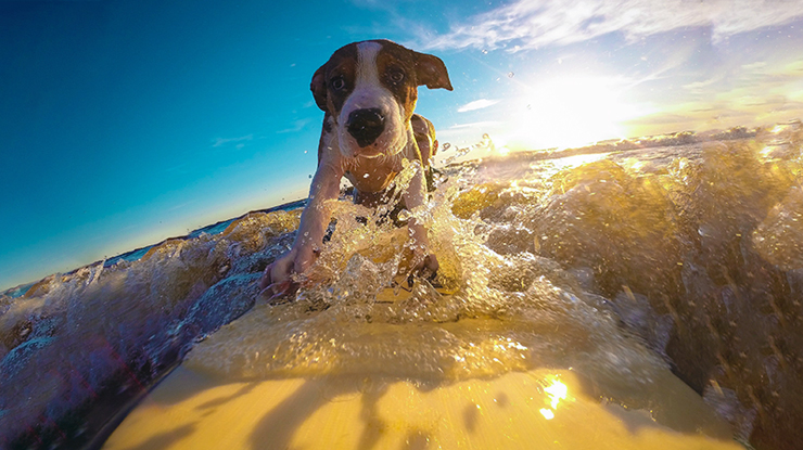 5 Dog Friendly End of Summer Activities