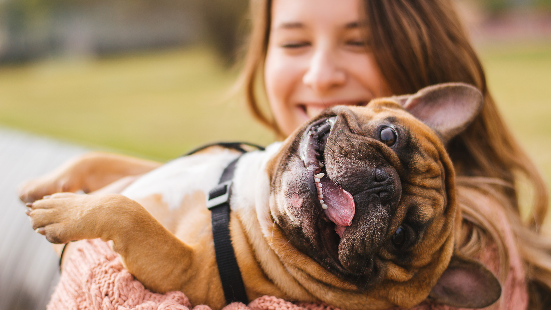 How To Bond With Your Dog How To Bond With Your Dog