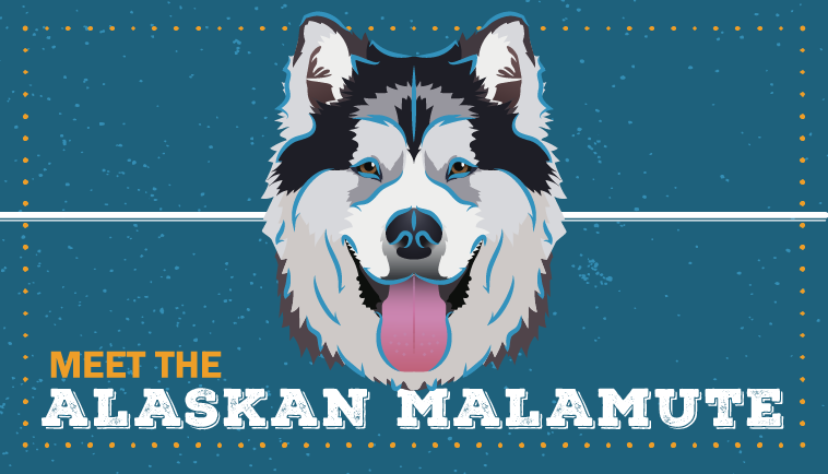 Alaskan Malamute- Infographic Breed Spotlight