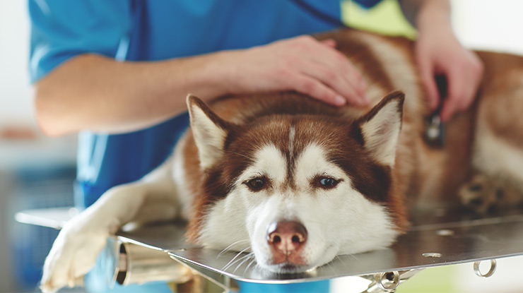 Can Dogs Get STDs?