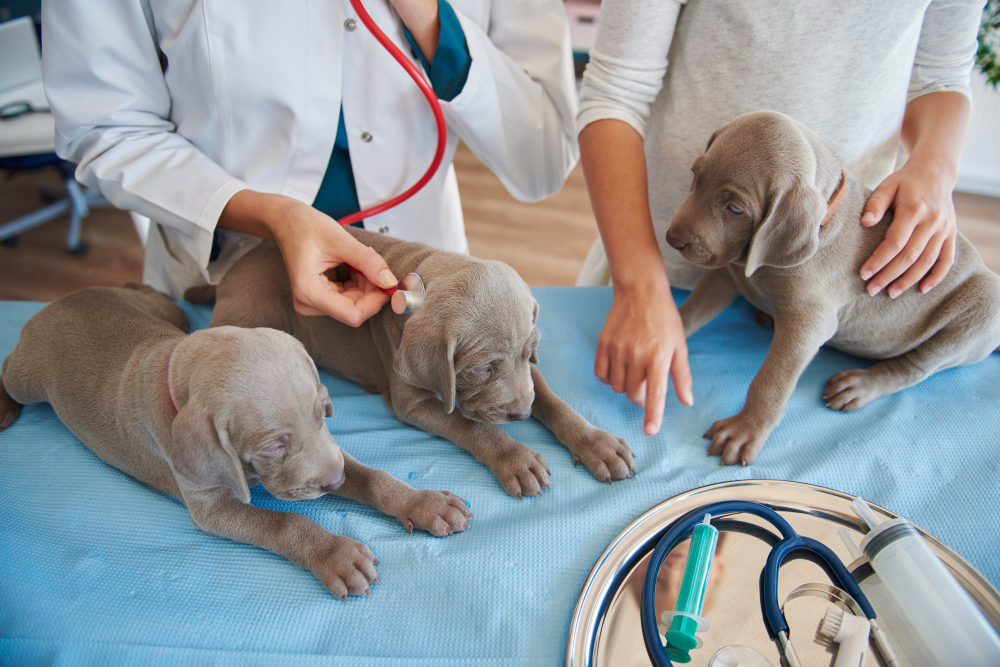 How Service Dogs Can Help Kids with Autism and ADHD
