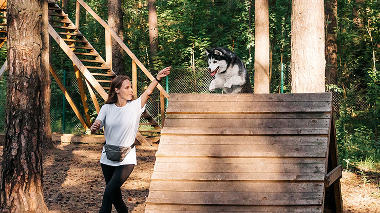 Top Activities to Help Your Dog With Engagement and Fitness