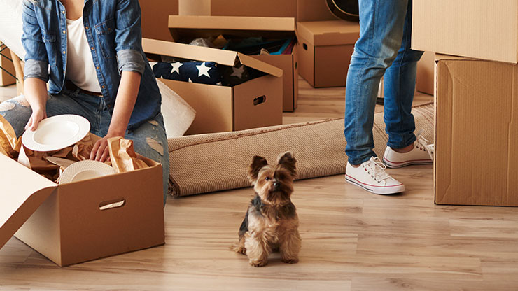 Four Paws and a Move: How to Successfully Move With Your Pooch