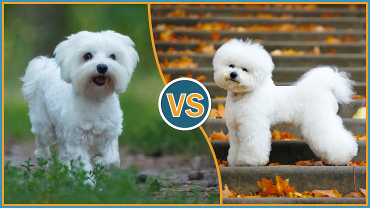Maltese vs. Bichon Frise: Can You Tell Them Apart?