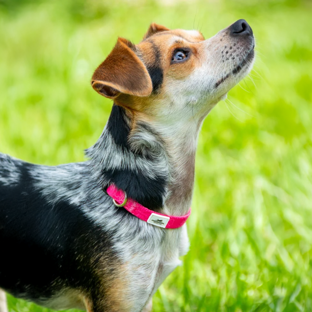 CKC PINK SNAP COLLAR - XS
