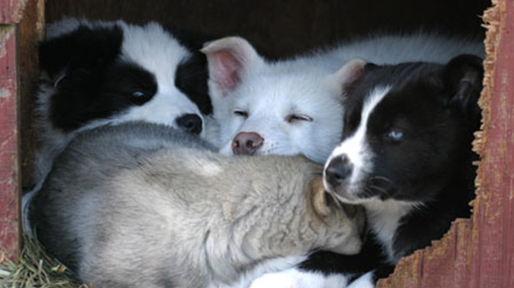 The Seppala Siberian Sleddog, Part Three: Continental Kennel Club and ...
