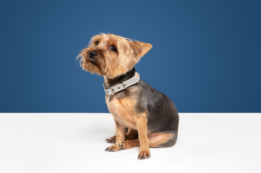Choosing the Safest Dog Collar: A Guide to Keeping Your Canine ...