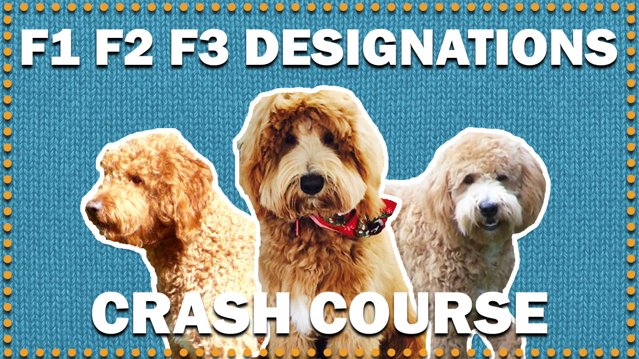 What Does F1, F2, F3, F1b & F2b Generations Mean? | CKC
