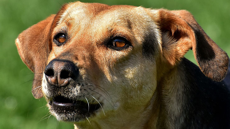 5-Step Guide to Stop Excessive Barking