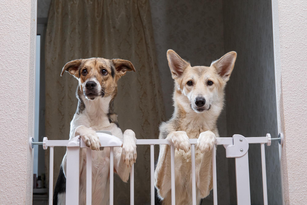 How to Calculate the Right Portion Size for Your Dog's Meals