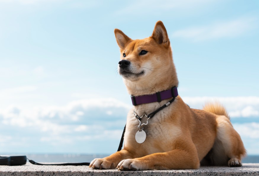 How to Prevent Leash Burns and Collar Rashes on Your Dog’s Skin