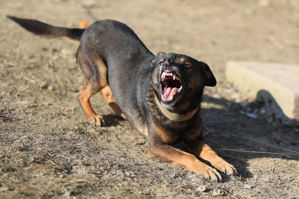 Understanding Canine Body Language: What Is Your Dog Telling You?