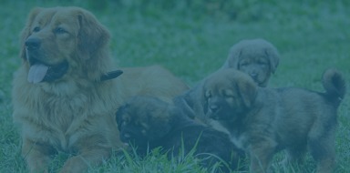 CKC Marketplace | Puppies for Sale, Stud Dogs & Breeder Directory ...