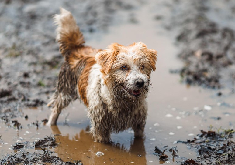 Home Clean-Up Hacks for Muddy Paws and Wet Dogs